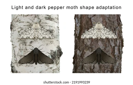 Natural Selection Peppered Moth Mini Lesson For Exploring Camouflage