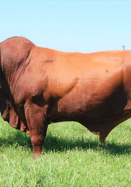SIMBRA CATTLE | Delft Agri