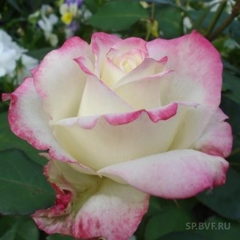 Роза Деметра Фото – Telegraph