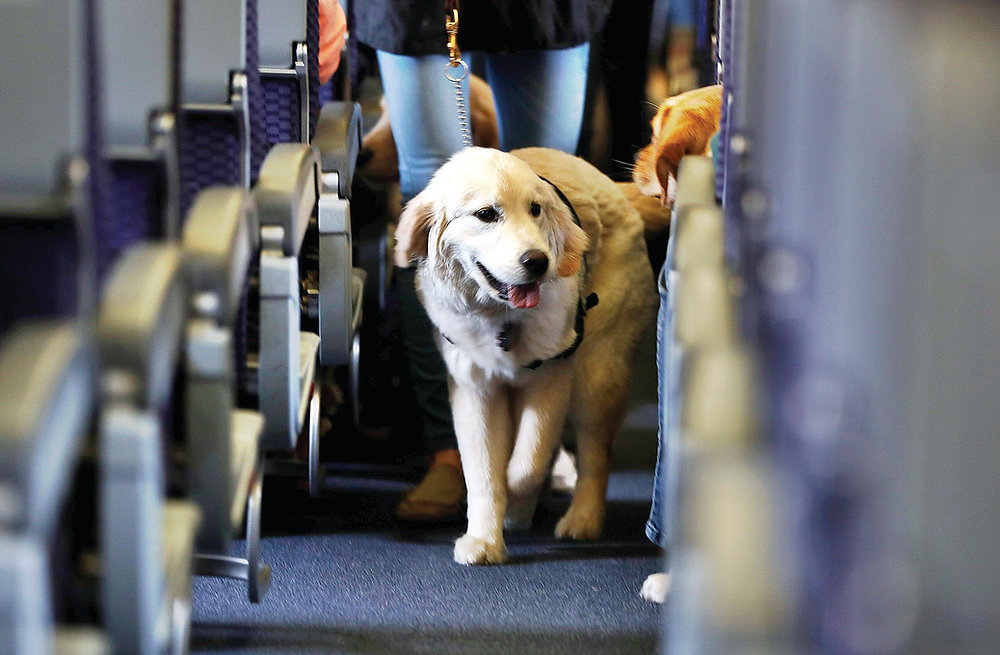 Flying with Service Animals