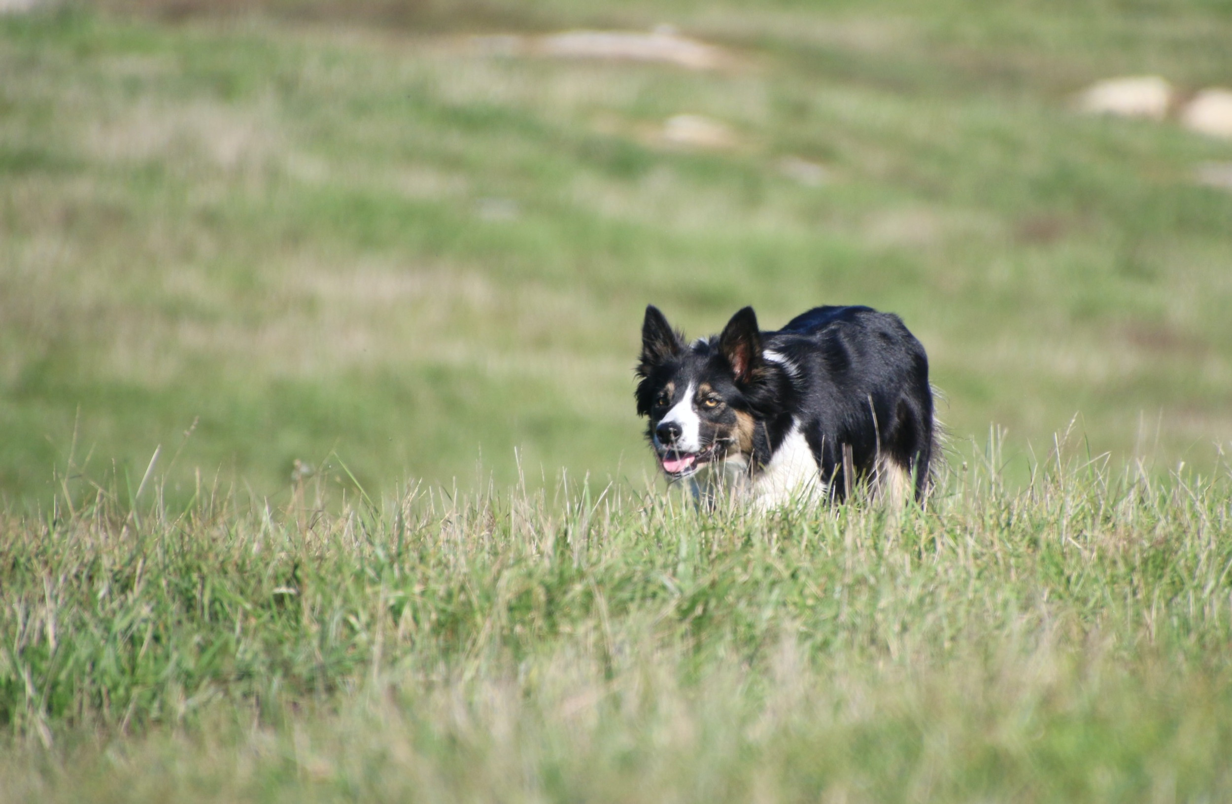 Dog Sponsor Information | Sheepdog Finals