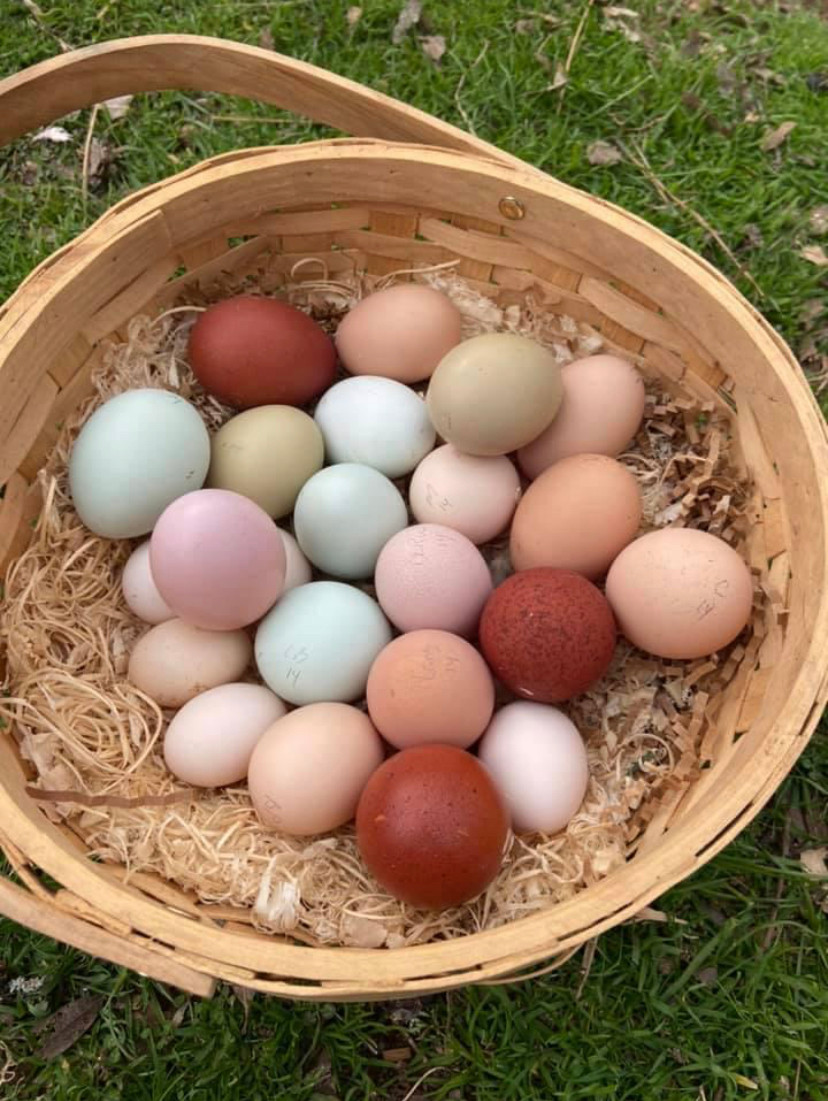Hatching Eggs | Featherbaby Farm
