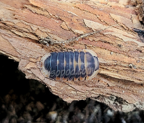 Cubaris sp. Angry Monk | Isopod