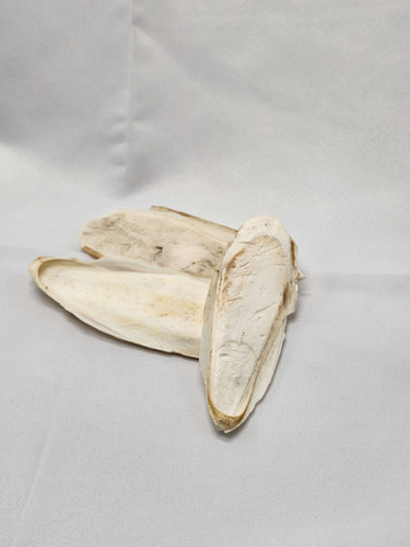 Cuttlebone | Bioactive