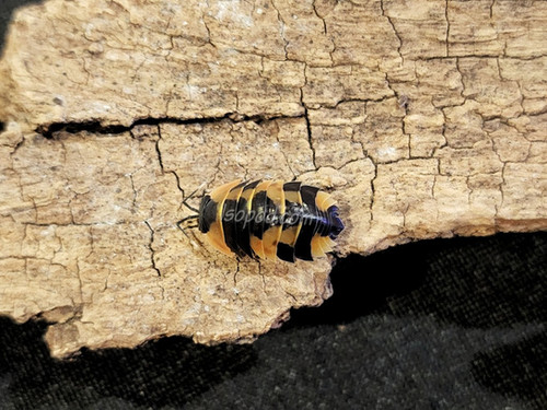 Merulanella sp. Phoenix | Isopod