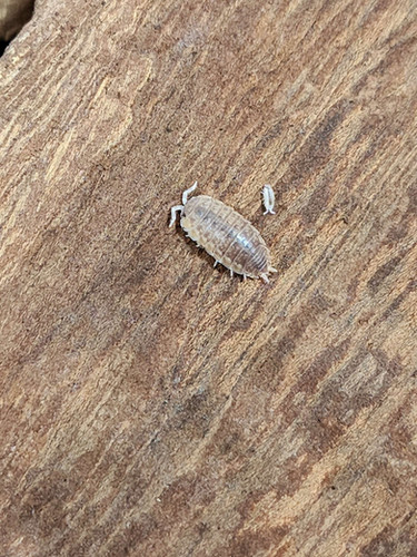 Isopoda sp. tarragona | Isopod