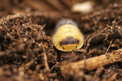 Cubaris sp. Bumble Bee | Isopod