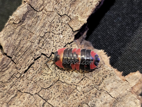 Merulanella sp. Blister | Isopod