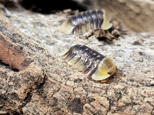 Cubaris sp. Cave Ducky | Isopod