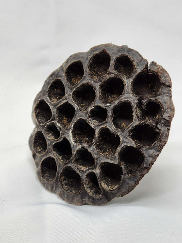 Lotus pods | Bioactive