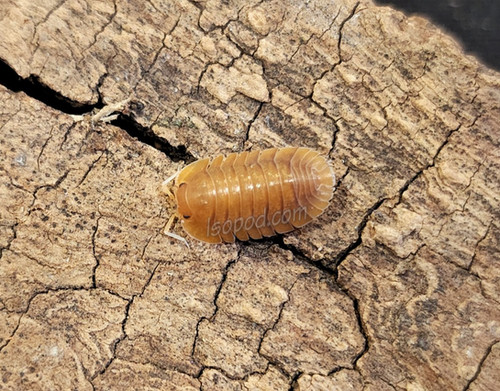 Troglodillo sp. Sunset | Isopod