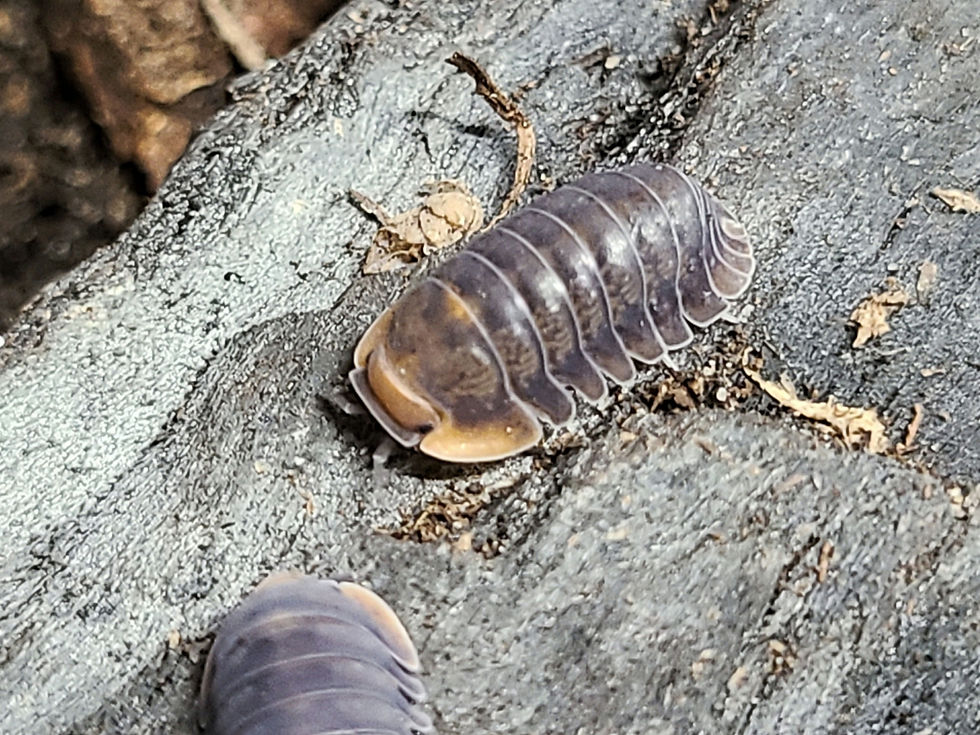 Cubaris | Isopodhttps://static.wixstatic.com/media/4f87a2 ...