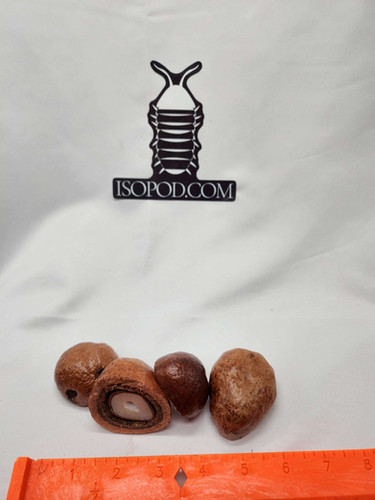 Palm Cup Pod | Isopod