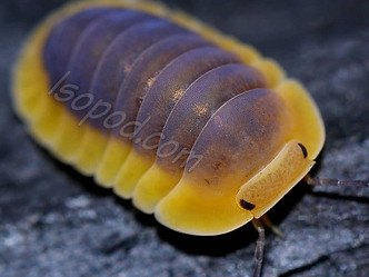 ISOPODS | Isopodhttps://static.wixstatic.com/media/4f87a2 ...