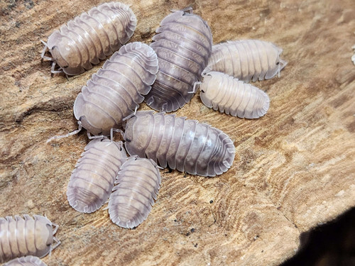 Nesodillo arcangelii sp. Silver Ghost | Isopod