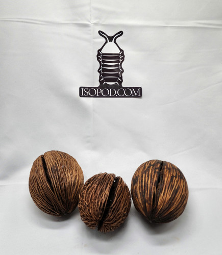 Mintola ball (Extra Large) | Bioactive