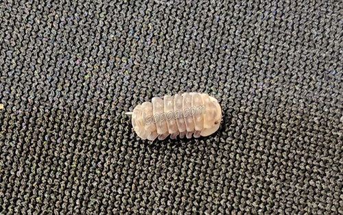 Isopoda sp. "Ancient Gator" | Isopod