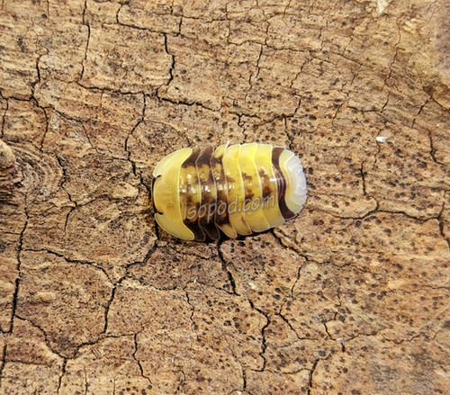 Cubaris sp Pharoah | Isopod