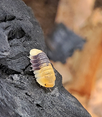 Cubaris sp. "Rubber Bee" | Isopod
