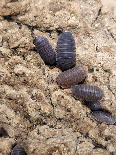 Cubaris murina | Isopod