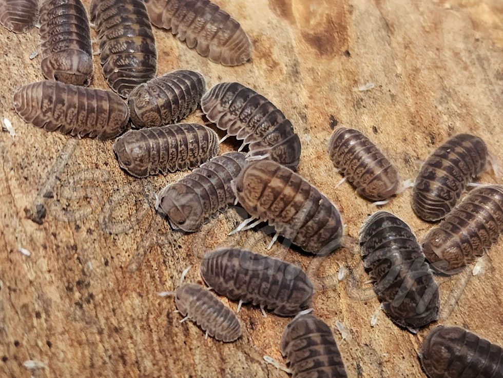 Other Sp. | Isopodhttps://static.wixstatic.com/media/4f87a2 ...