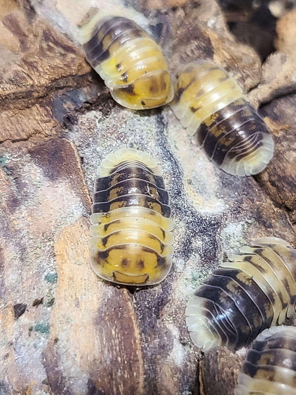 Cubaris sp. Amber Panda | Isopod