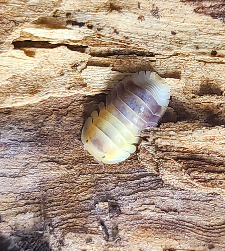 Cubaris sp. Snow Bee | Isopod