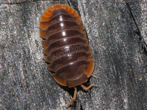 Cubaris sp. iriomotensis murina | Isopod