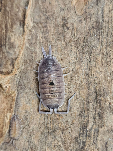 Porcellio sp. Valencia | Isopod