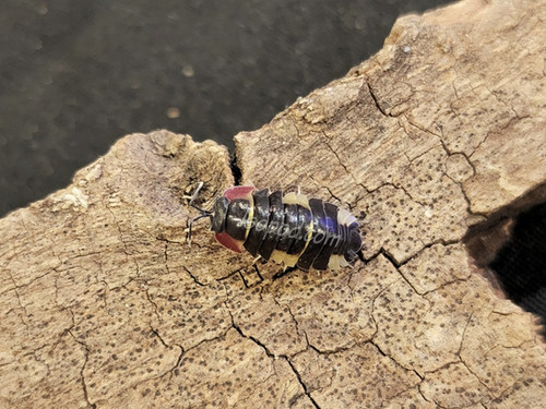 Merulanella sp. Quadcolor | Isopod