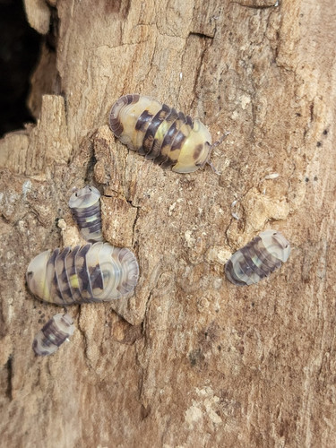Cubaris sp Amber Firefly (High Yellow) | Isopod