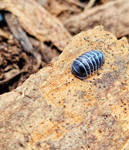 Venezillo sp. Borneo Zebra | Isopod