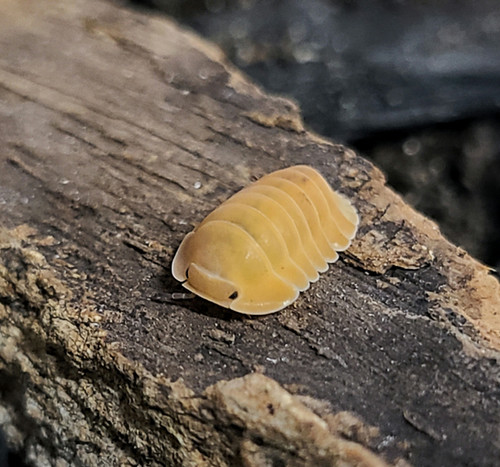 Cubaris sp. Golden Ducky | Isopod