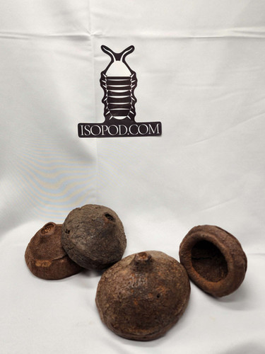 Monkey Pot | Bioactive