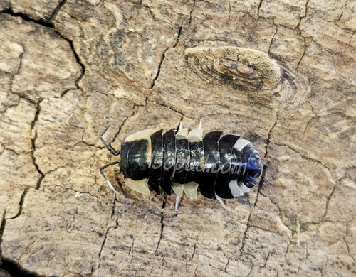 Merulanella sp. Quadcolor Black & White | Isopod