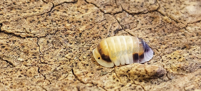 CARESHEET | Isopodhttps://static.wixstatic.com/media/4f87a2 ...