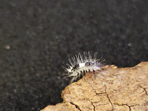Isopoda sp. "White Skull" | Isopod