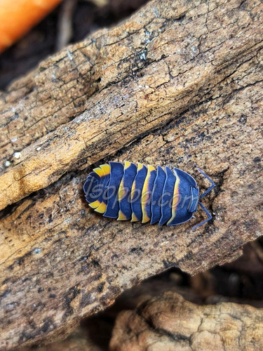 Merulanella sp. Ember Bee | Isopod