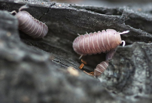 Cubaris sp. Crystal Clear | Isopod