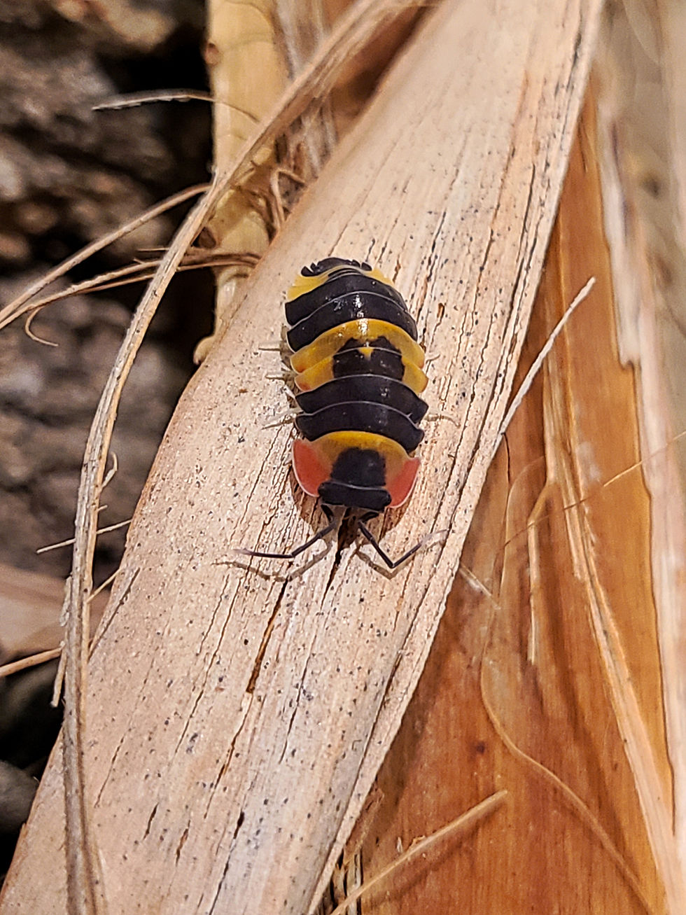 Merulanella Tricolor | Isopod