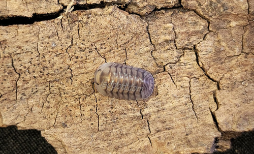 Cubaris sp. Mango Sticky Rice | Isopod