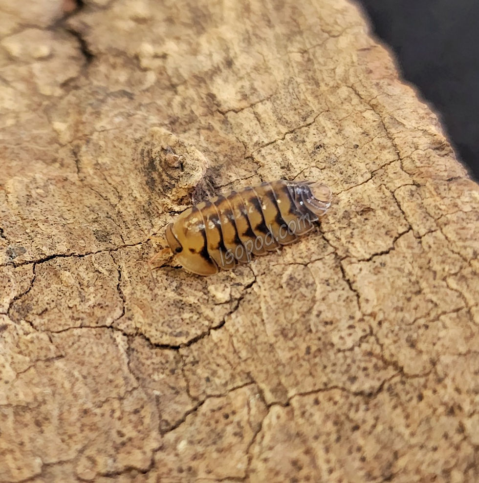 Other Sp. | Isopodhttps://static.wixstatic.com/media/4f87a2 ...