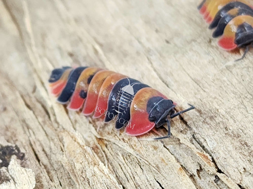 Merulanella sp. Tricolor | Isopod