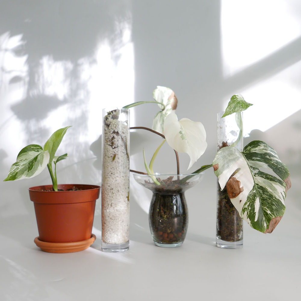 MONSTERA VARIEGATA STEKKEN