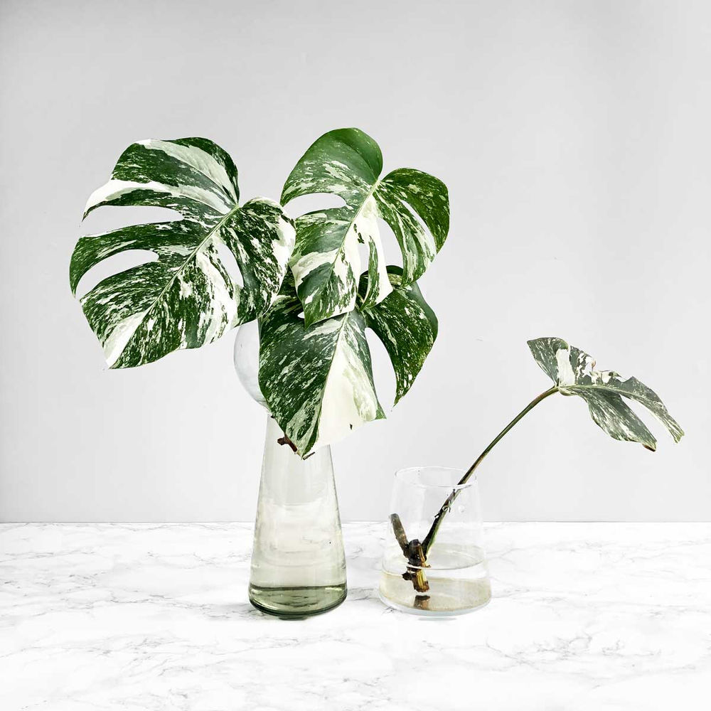MONSTERA VARIEGATA STEKKEN