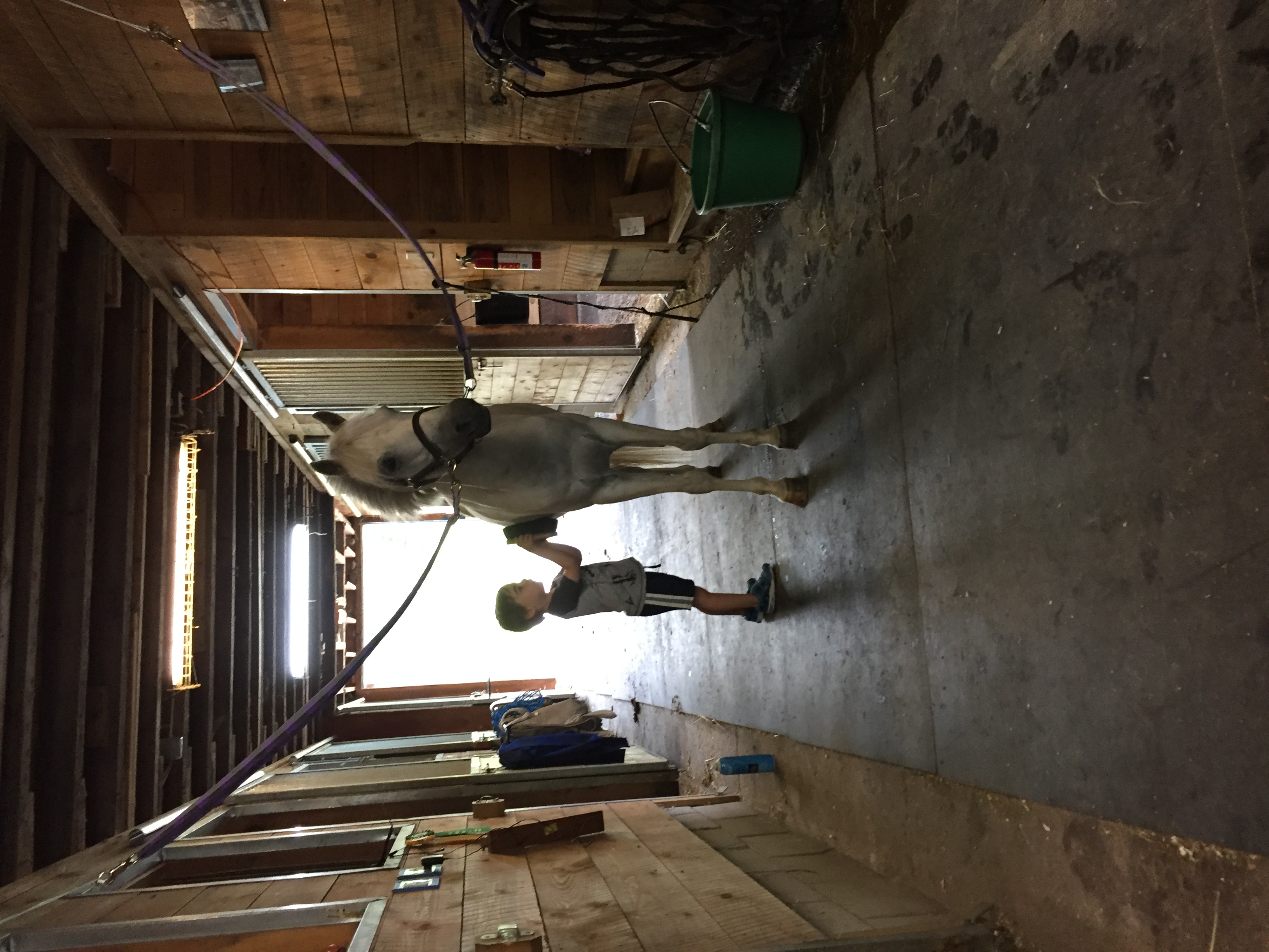 Horseback Riding Lessons