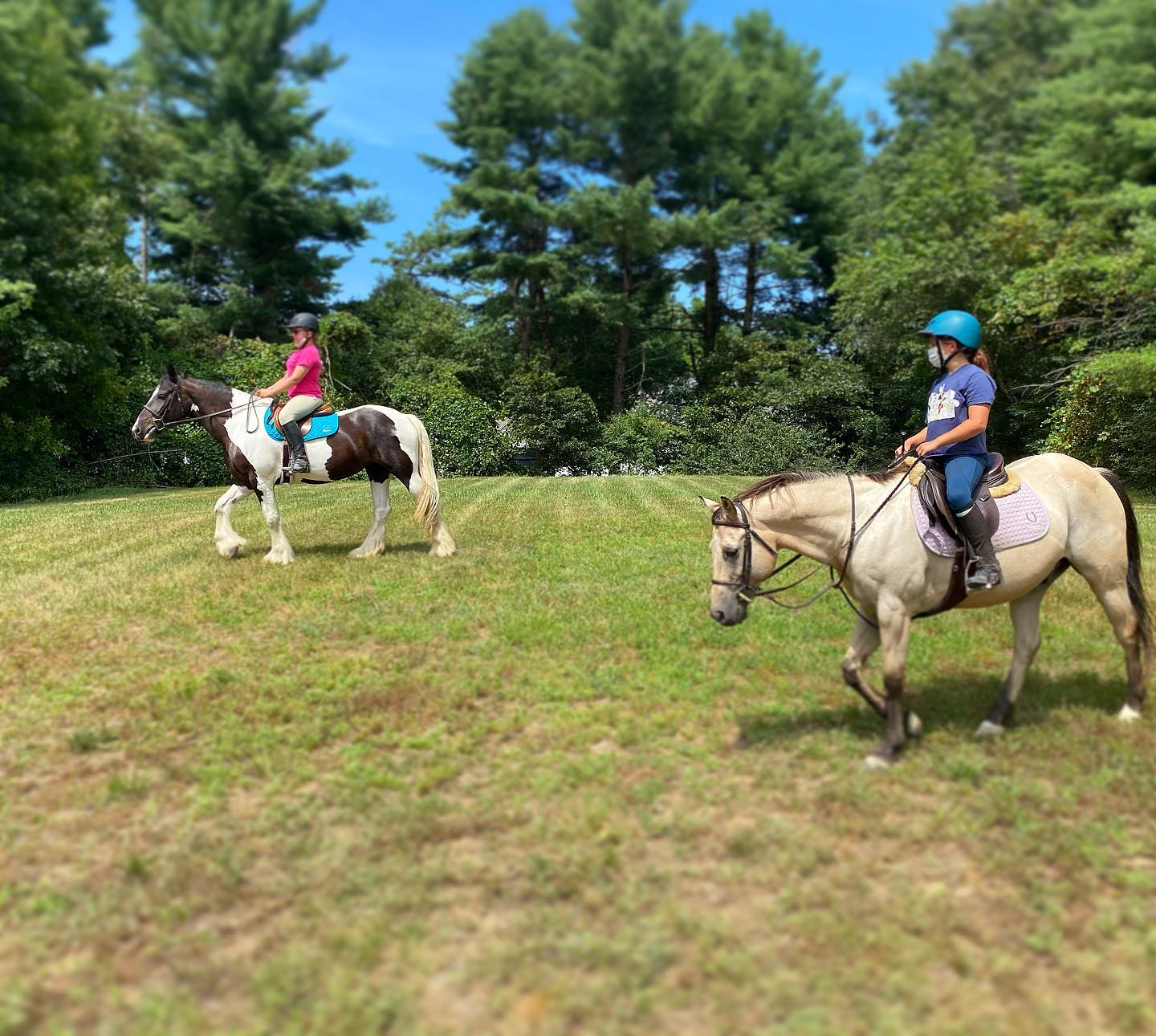 The Very Best Lesson Horses