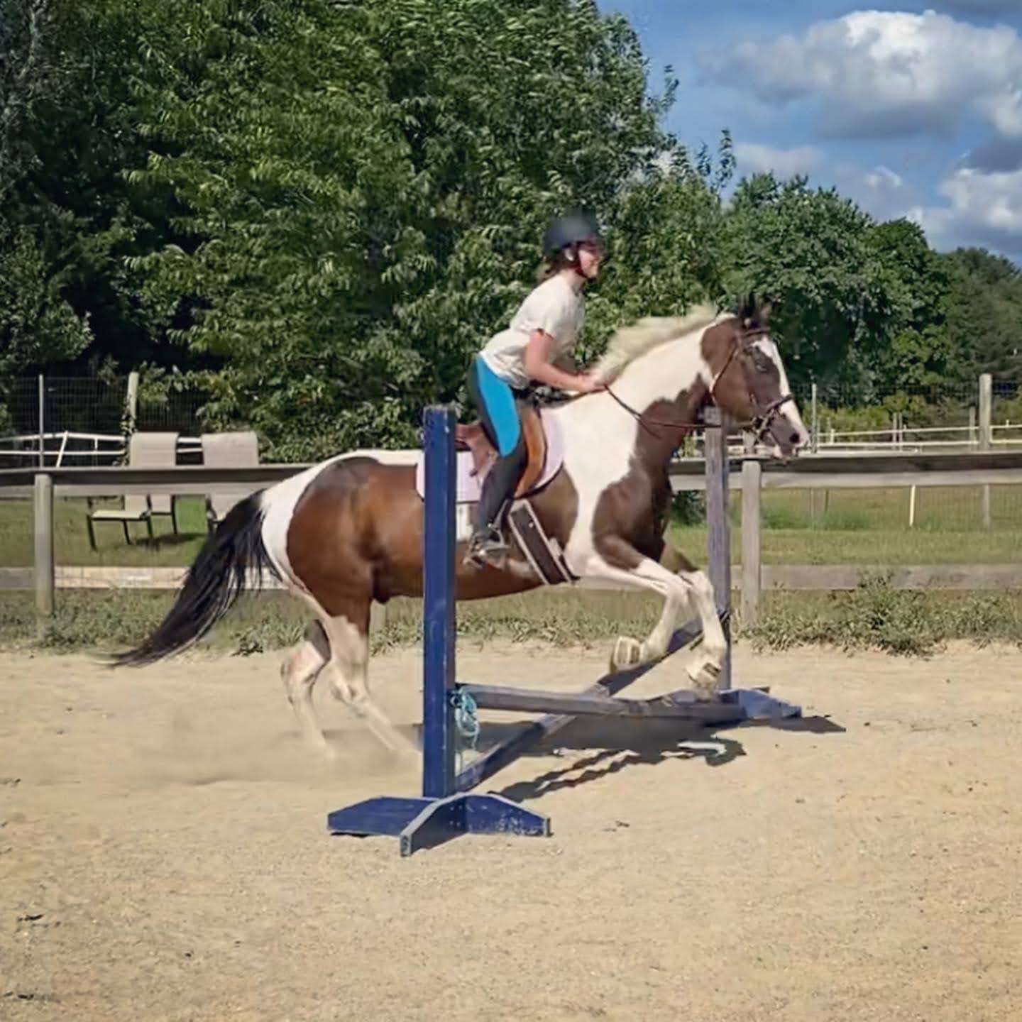 The Very Best Lesson Horses