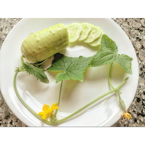 White Wonder Cucumber | O' naturale