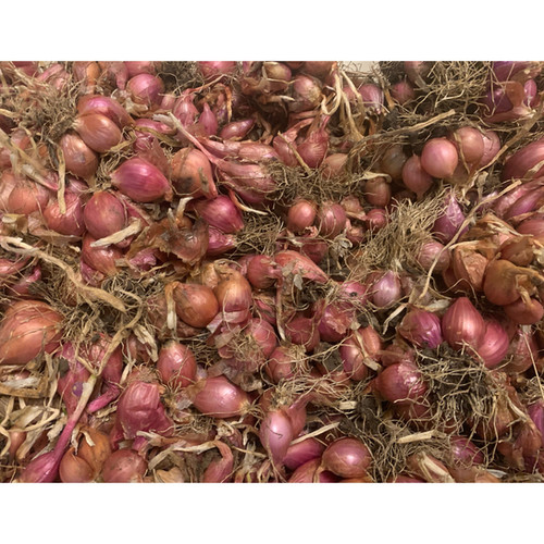 Pink multiplier onions | O' naturale